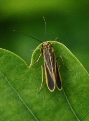 CIENTÍFICOS DESCUBREN DOS ESPECIES DE INSECTOS EN ECUADOR - Elements